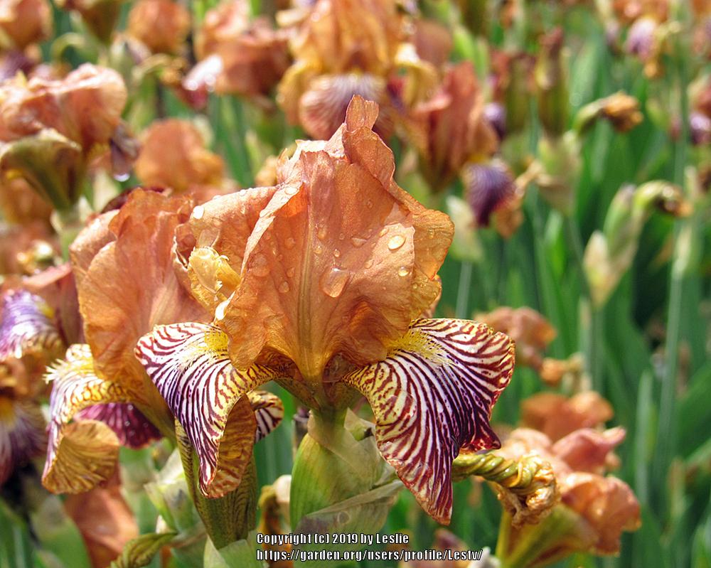 Miniature Tall Bearded Iris (Iris 'Candy Basket') in the Irises ...