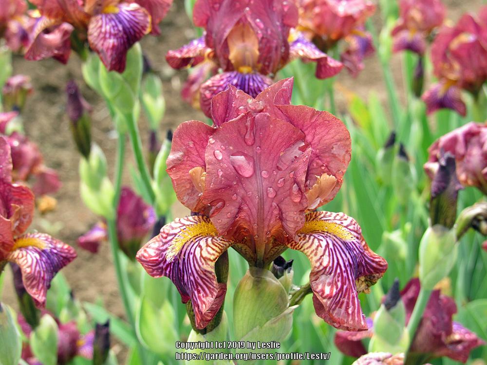 Photo of the bloom of Miniature Tall Bearded Iris (Iris 'Black Cherry Sorbet') posted by Lestv ...