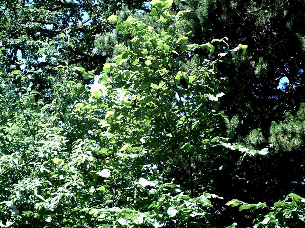 Our Native Oregon Trees in the Trees and Shrubs forum - Garden.org