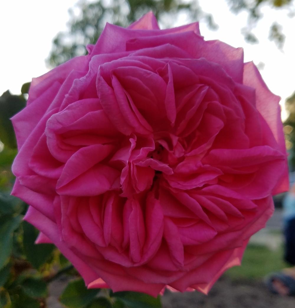 Photo of the bloom of Rose (Rosa 'Paul Ricault') posted by OrganicJen ...