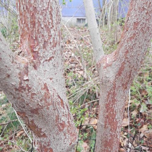 Paperbark Maple (Acer Gingerbread™) - Garden.org