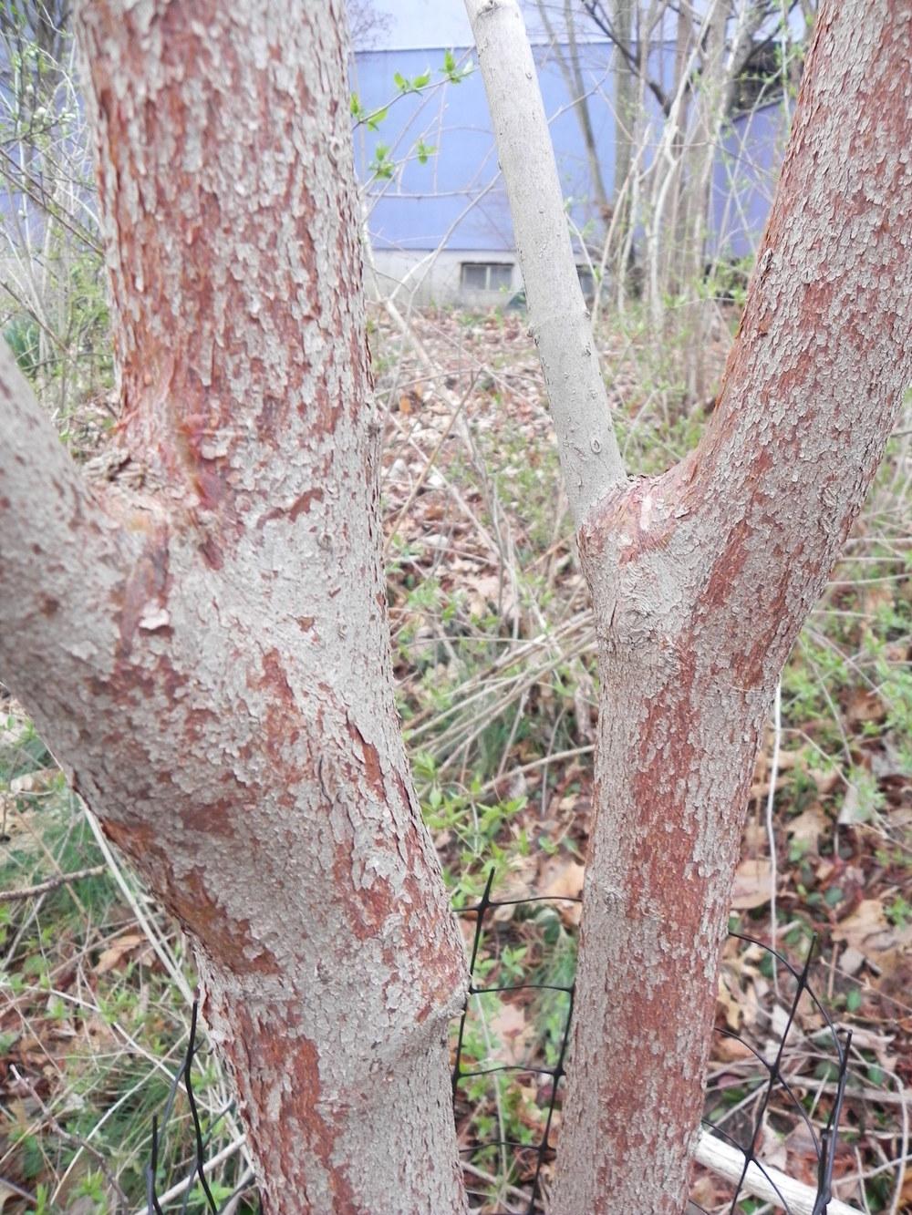 Paperbark Maple (Acer Gingerbread™) - Garden.org