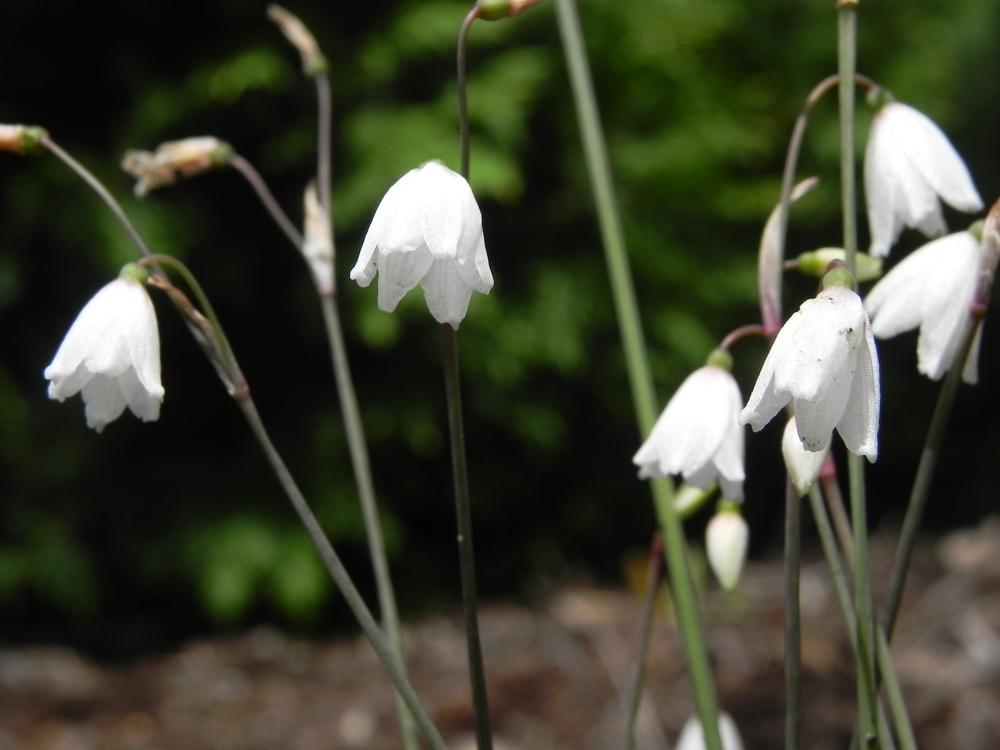 Autumn Snowflake (Acis autumnalis) - Garden.org
