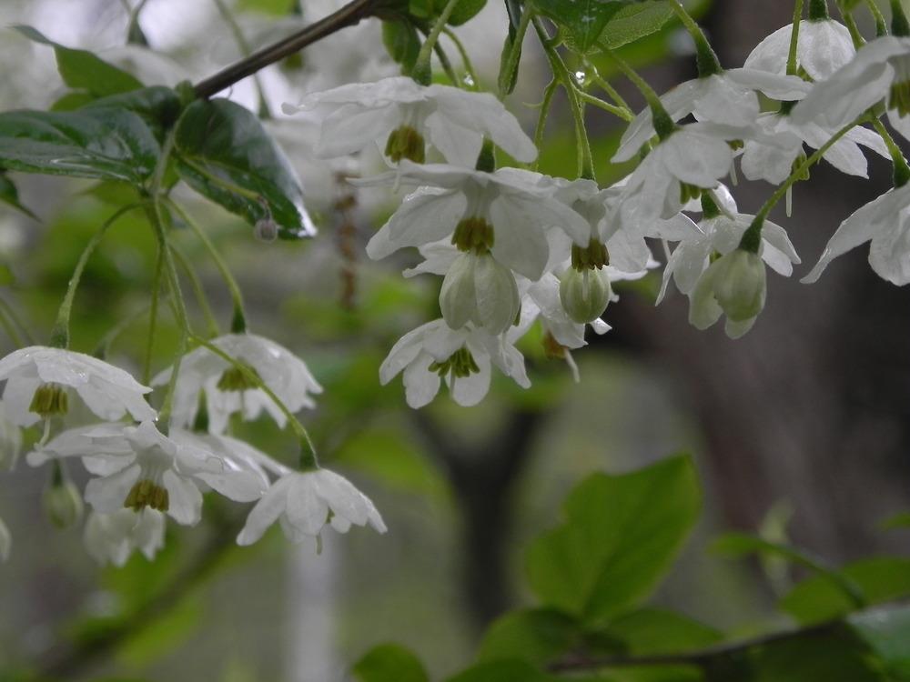 Photo of the bloom of Jack Tree (Sinojackia xylocarpa) posted by SL ...