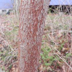 Paperbark Maple (Acer Gingerbread™) - Garden.org