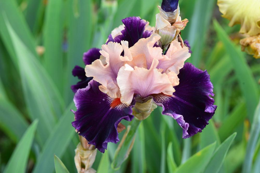 Tall Bearded Iris (Iris 'Secret Land') in the Irises Database - Garden.org