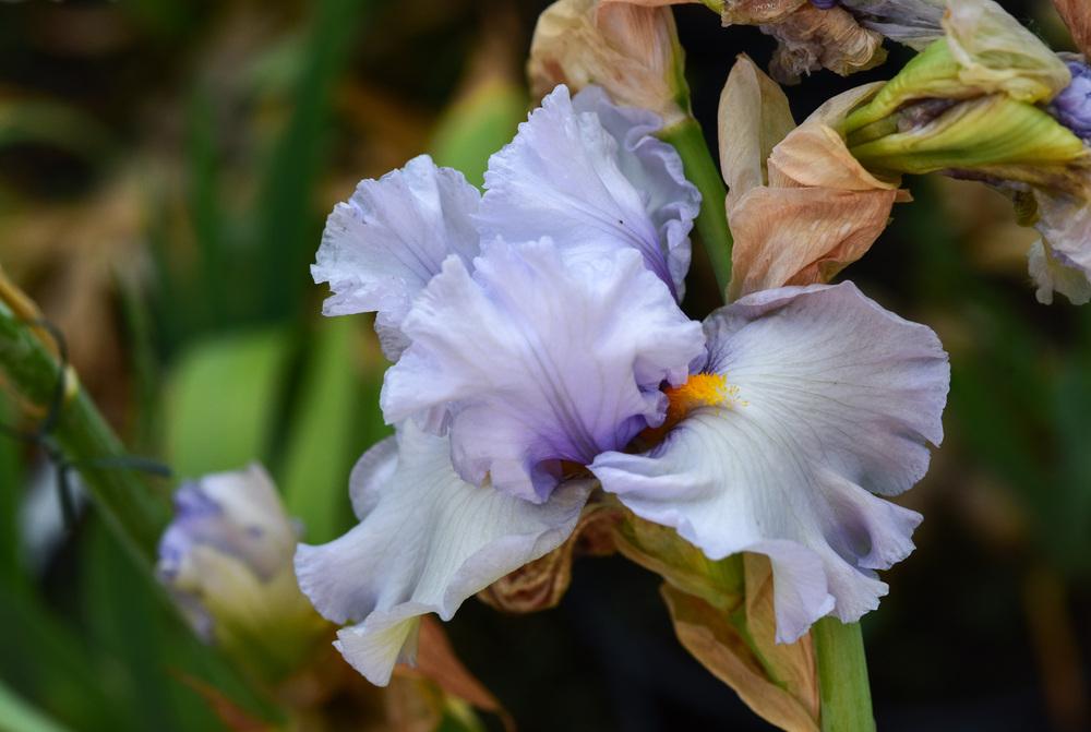 Tall Bearded Iris (Iris 'Crystal Rhapsody') in the Irises Database ...