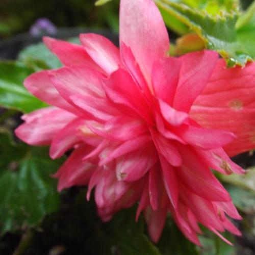 Begonia Funky® Pink in the Begonias Database - Garden.org