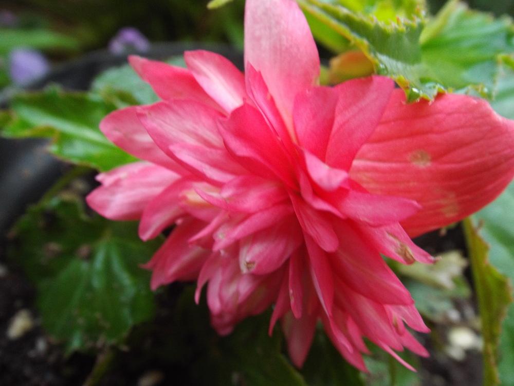 Begonia Funky® Pink in the Begonias Database - Garden.org