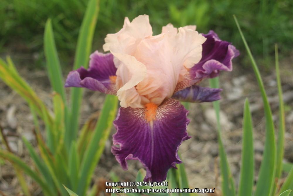 Tall Bearded Iris (Iris 'Rainbow Tour') in the Irises Database - Garden.org