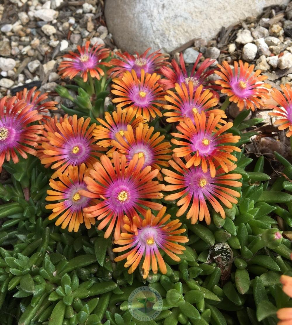 Photo of the bloom of Ice Plant (Delosperma Fire Spinner™) posted by ...