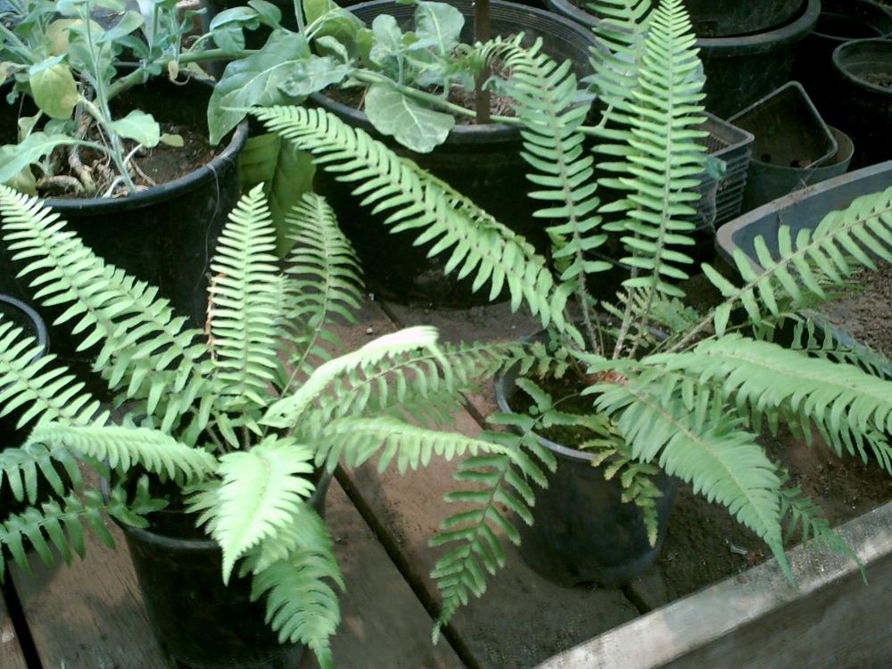 Native Oregon ferns in the Ferns forum - Garden.org
