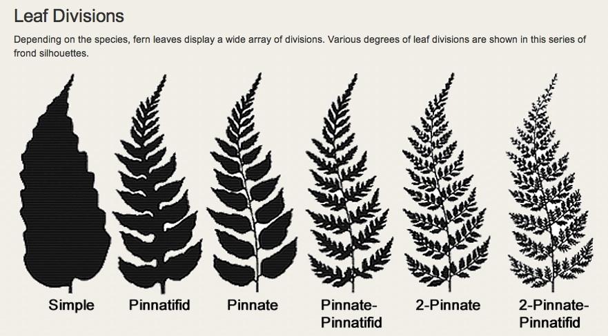 Native Oregon ferns in the Ferns forum - Garden.org