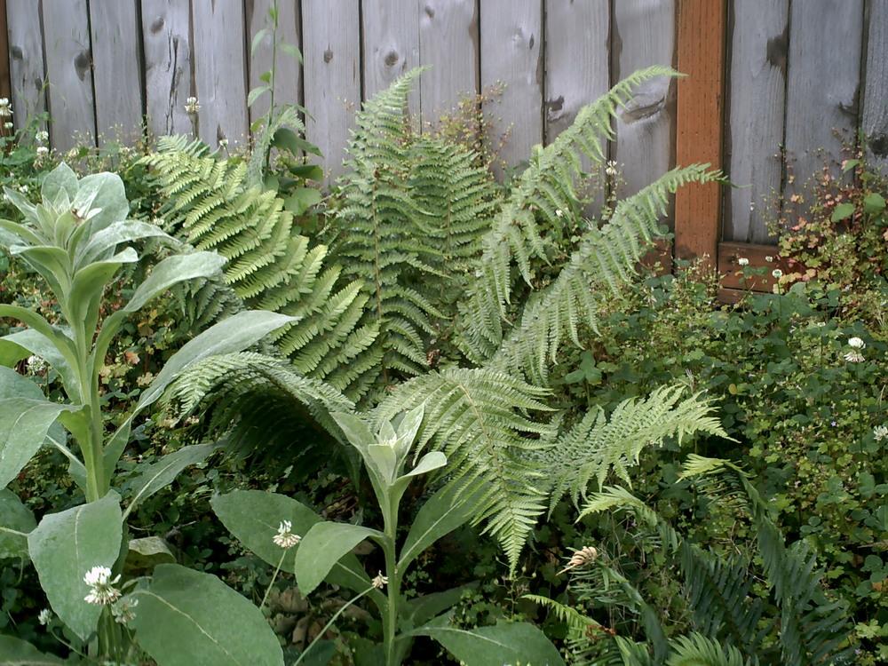 Native Oregon ferns in the Ferns forum - Garden.org