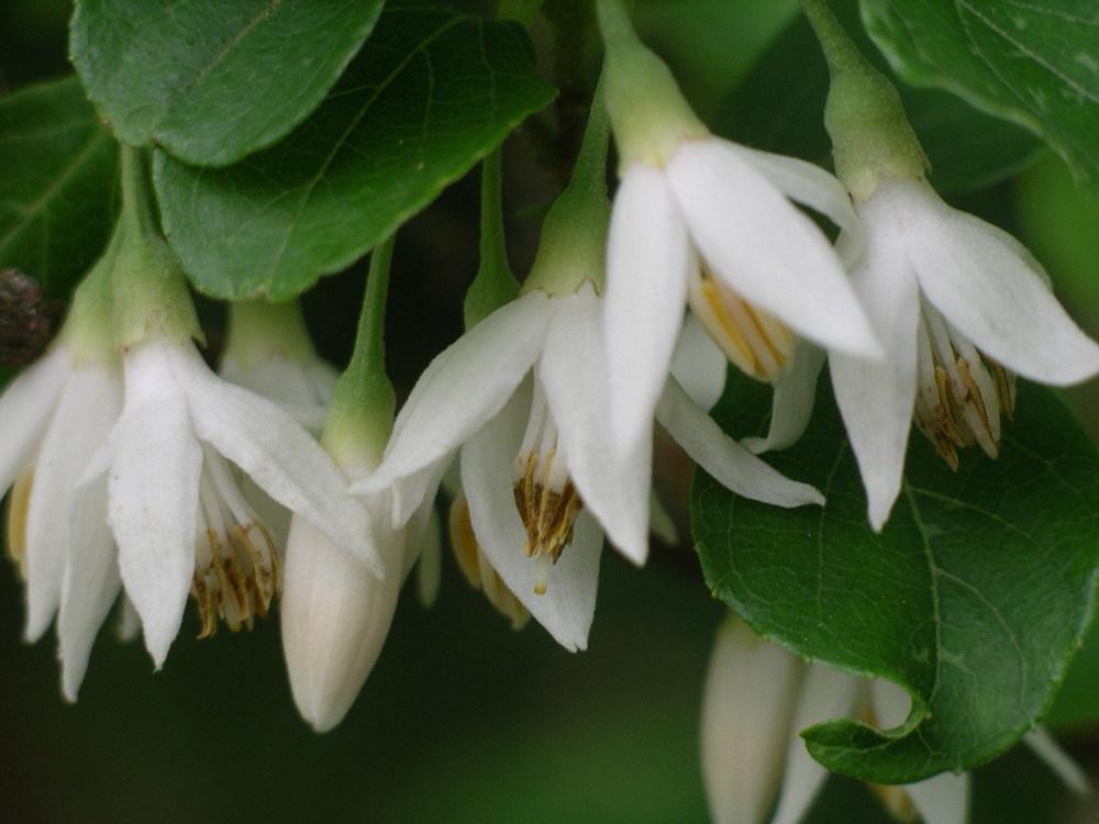 Formosa Styrax (Styrax formosanus) - Garden.org