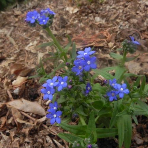 Summer Forget-Me-Not (Anchusa capensis) - Garden.org