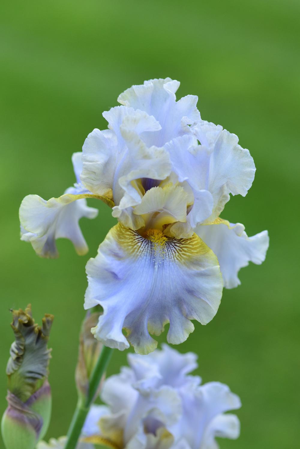 Tall Bearded Iris (Iris 'Moonstone Mirror') in the Irises Database ...