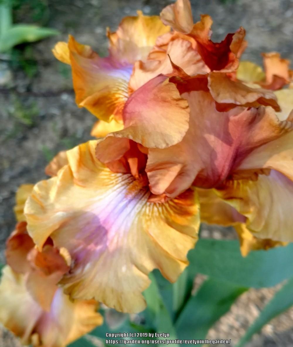 Photo of the bloom of Tall Bearded Iris (Iris 'Bronze Warrior') posted ...