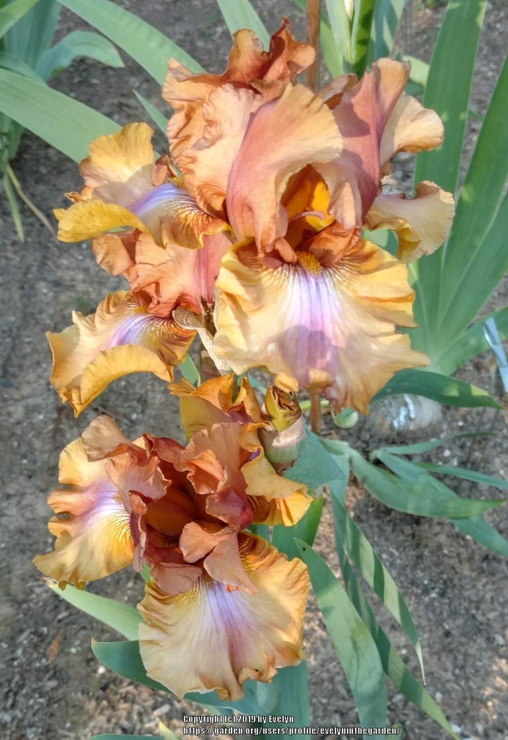 Photo of the entire plant of Tall Bearded Iris (Iris 'Bronze Warrior ...