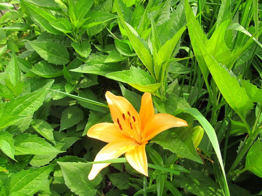 Lilies 2019 in the Lilies forum - Garden.org