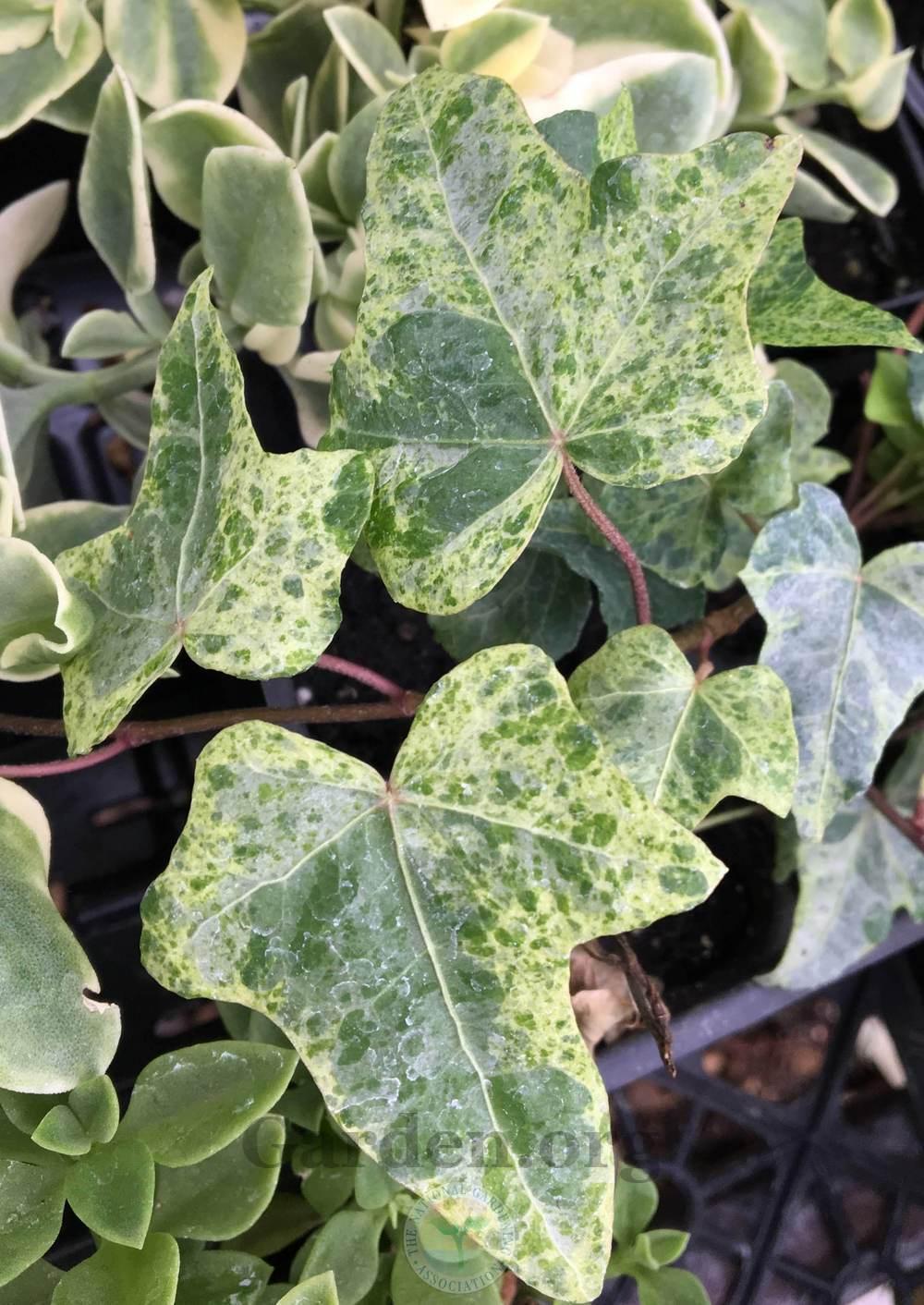 English Ivy (Hedera helix 'Gold Dust') - Garden.org