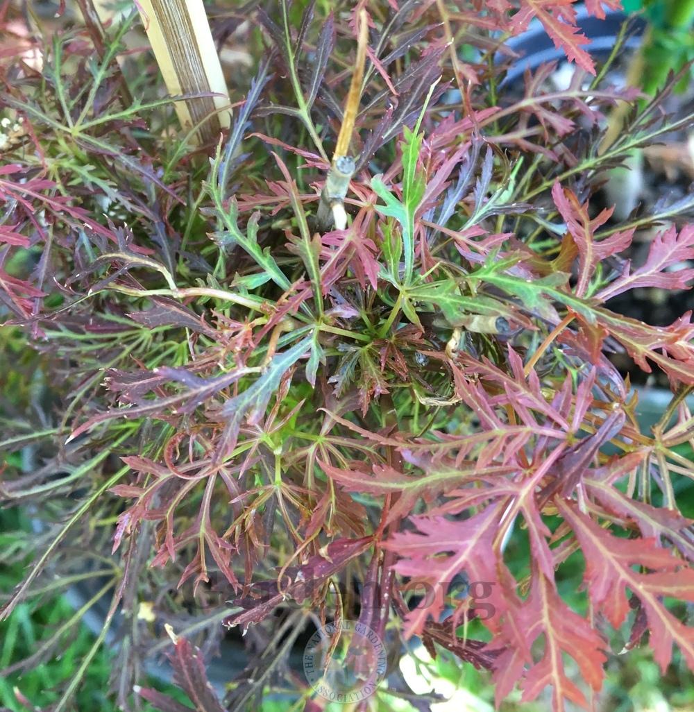 Japanese Maple (Acer palmatum 'Baby Lace') - Garden.org