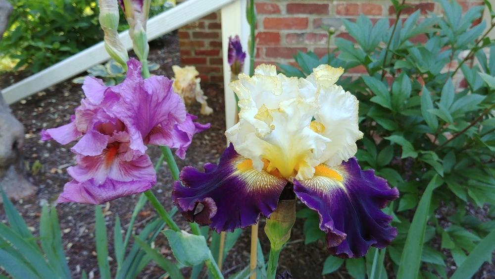 Tall Bearded Iris (Iris 'Fuse') in the Irises Database - Garden.org