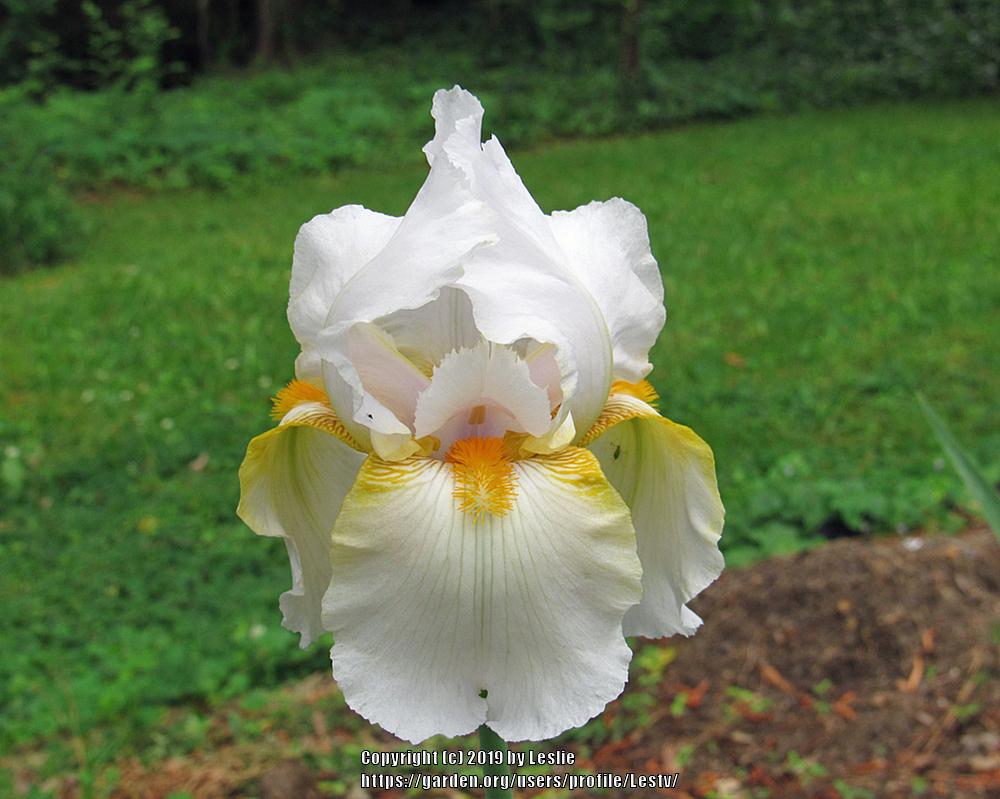 Tall Bearded Iris (Iris 'Snowy Wonderland') in the Irises Database ...