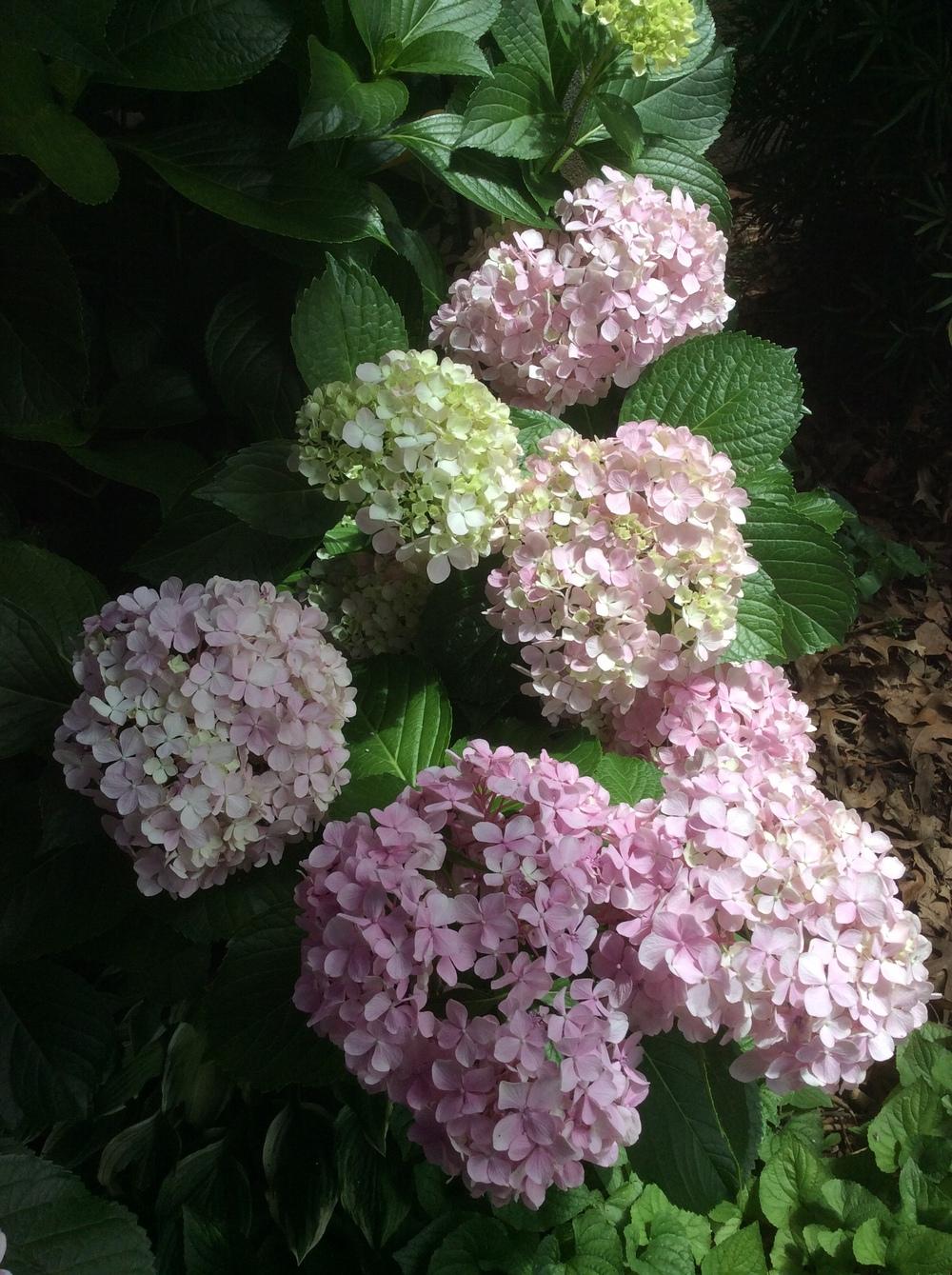 Bigleaf Hydrangea (Hydrangea macrophylla 'Big Daddy') in the Hydrangeas Database - Garden.org