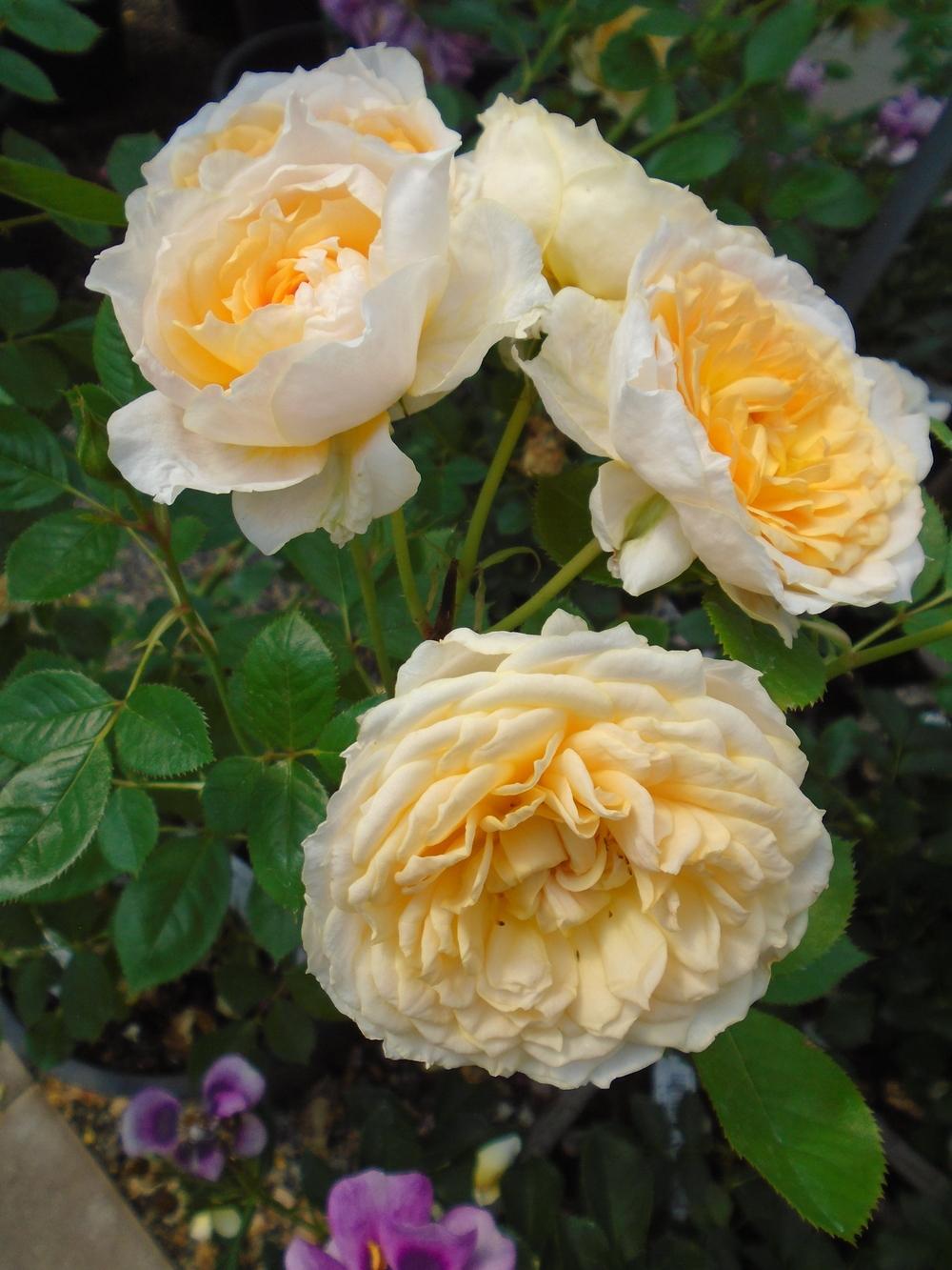 Rose (Rosa 'Edith's Darling') in the Roses Database - Garden.org