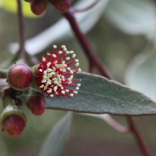 Red-Flowered Moort (Eucalyptus nutans) - Garden.org