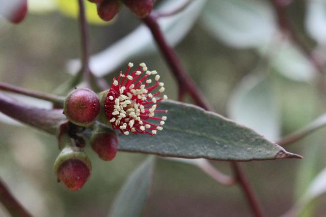 Red-Flowered Moort (Eucalyptus nutans) - Garden.org