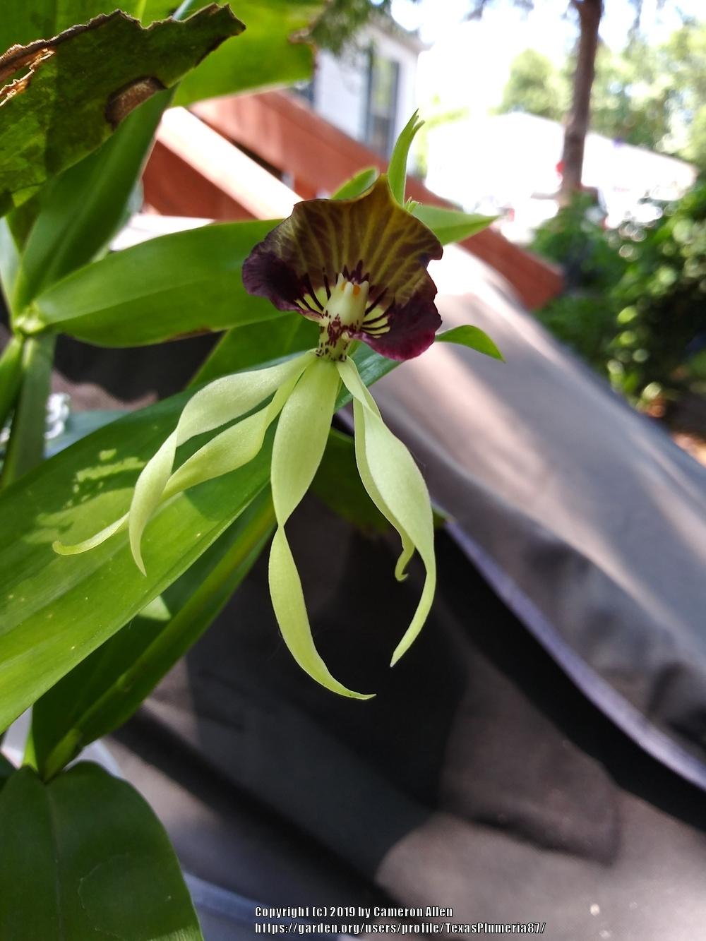 Cockle-Shell Orchid (Prosthechea cochleata) - Garden.org