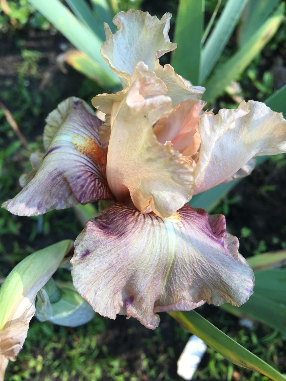 Photo of the bloom of Border Bearded Iris (Iris 'Raspberry Silk ...