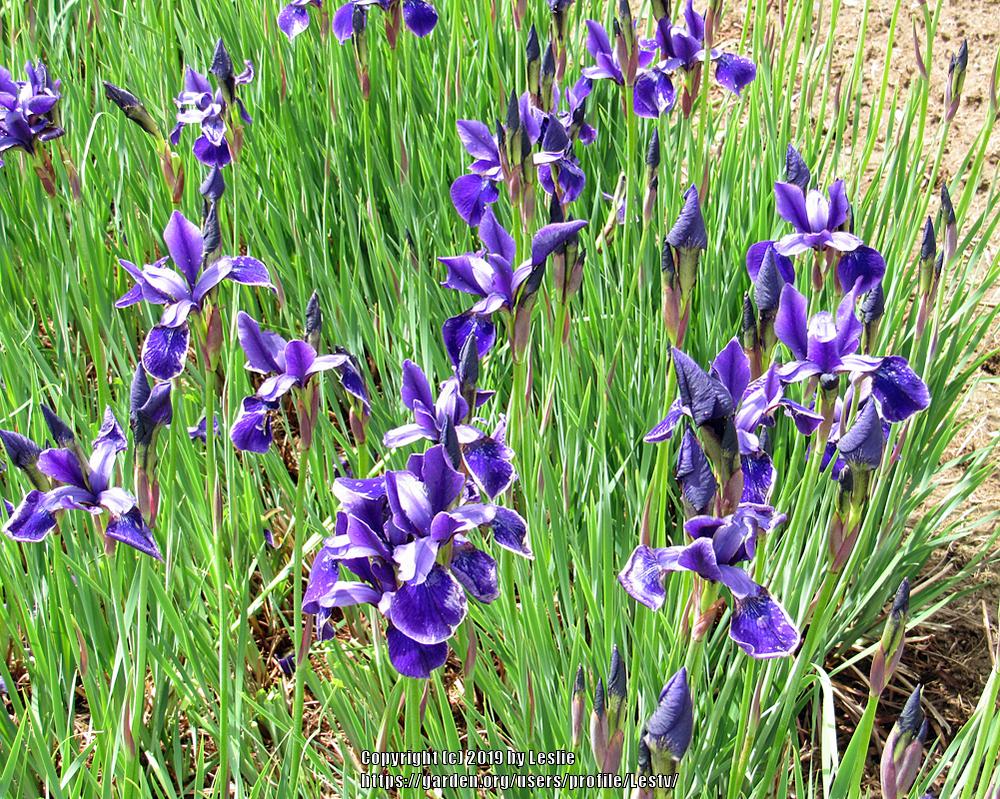 Siberian Iris (Iris 'Pansy Purple') in the Irises Database - Garden.org