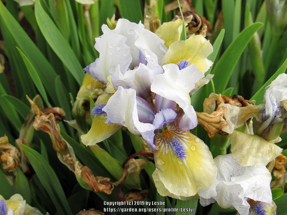 Standard Dwarf Bearded Iris (Iris 'Tropical Rain Forest') in the Irises ...