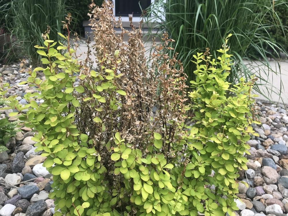 Dead Shrub? Culprit? in the Ask a Question forum - Garden.org