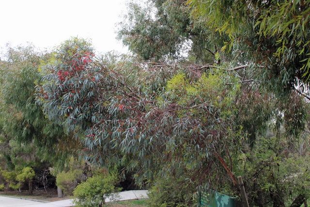 Photo of the entire plant of Coral Gum (Eucalyptus torquata) posted by ...