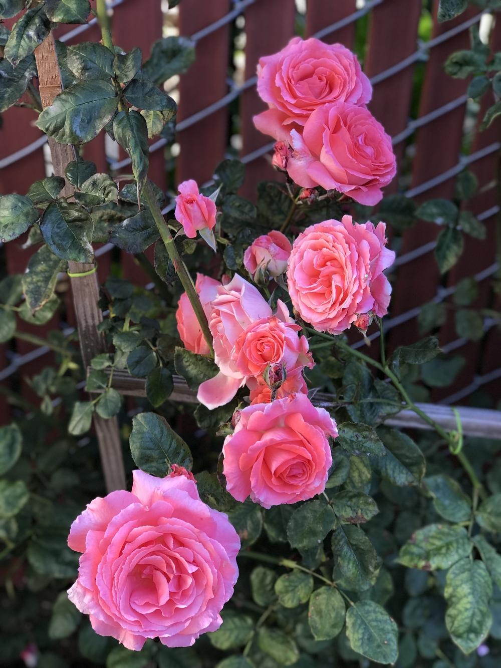 Photo of the bloom of Rose (Rosa 'America') posted by oliversf - Garden.org