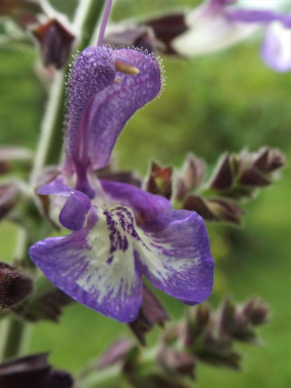 Photo of the bloom of Indigo Woodland Sage (Salvia forskaehlei) posted ...