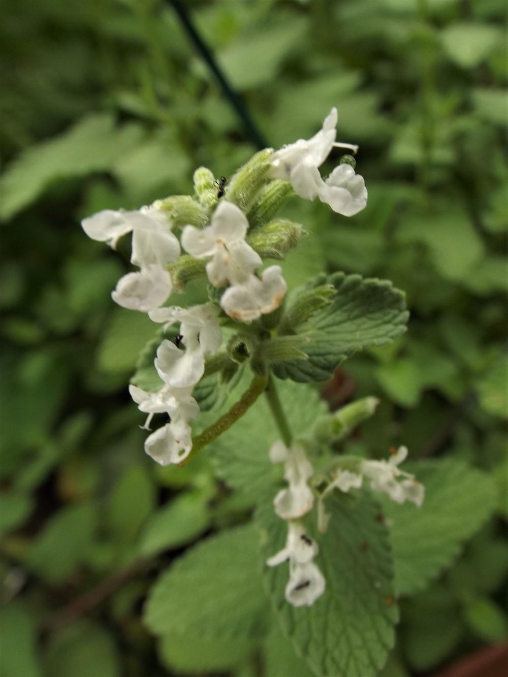 Catmints: Plant Care and Collection of Varieties - Garden.org