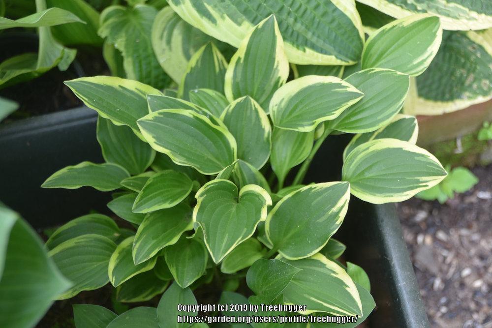 Hosta 'Yellow Jacket' in the Hostas Database - Garden.org