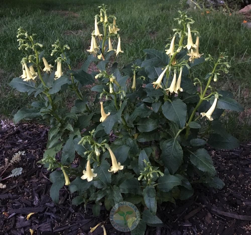 Photo of the entire plant of Cape Fuchsia (Phygelius Colorburst™ Yellow ...