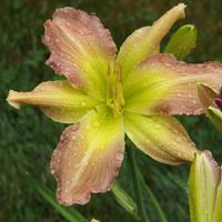 Photo of the bloom of Daylily (Hemerocallis 'Prague Spring') posted by ...