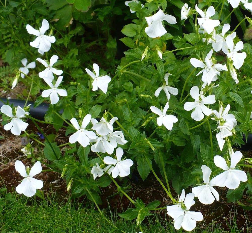 White Horned Violet (Viola cornuta 'Alba Group') in the Violas Database ...