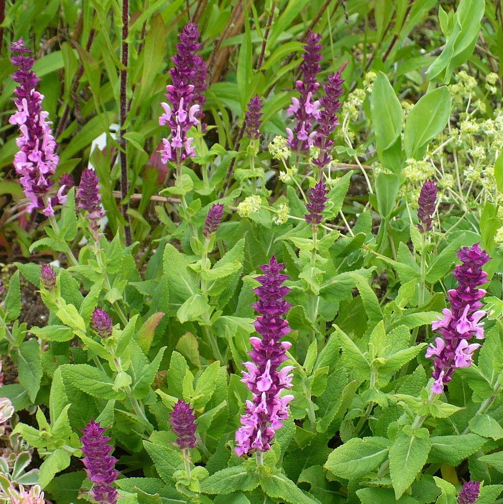 Photo of the bloom of Garden Sage (Salvia nemorosa Sensation™ Medium ...