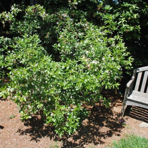 Azalea (Rhododendron 'Weston's Innocence') in the Rhododendrons ...