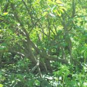 Eastern Wahoo (Euonymus atropurpureus) - Garden.org