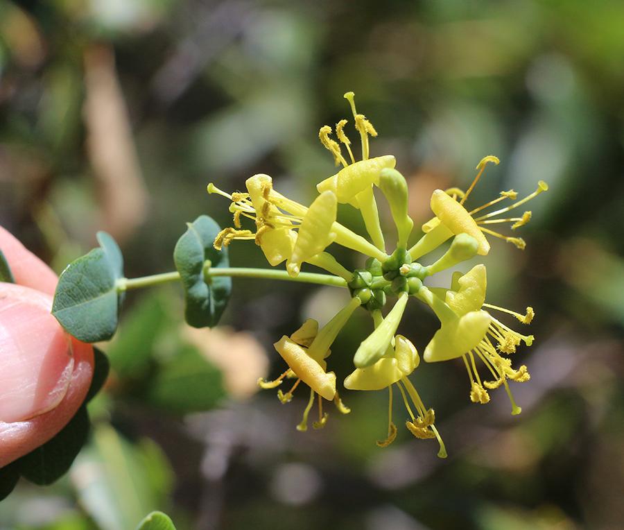 Chaparral Honeysuckle (Lonicera interrupta) in the Honeysuckles ...