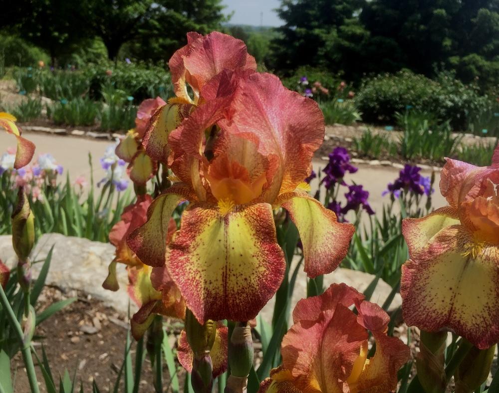 Tall Bearded Iris (Iris 'Ruth Pollock') in the Irises Database - Garden.org